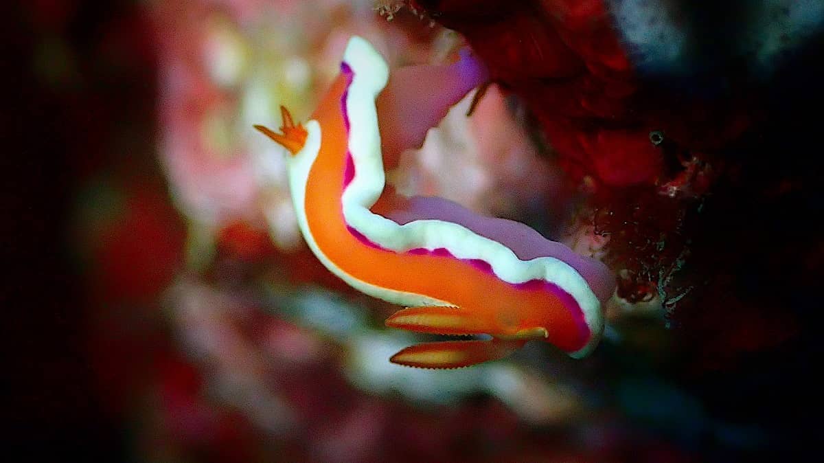 Fun Diving - Live For Diving