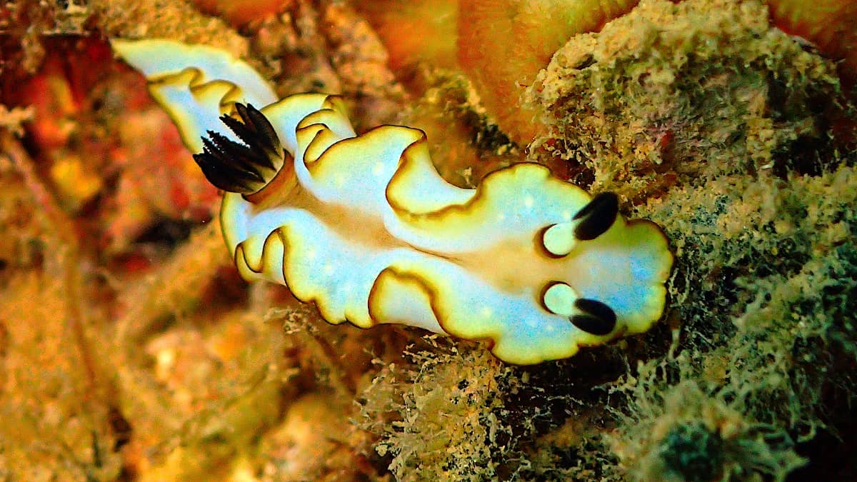 Fun Diving - Live For Diving