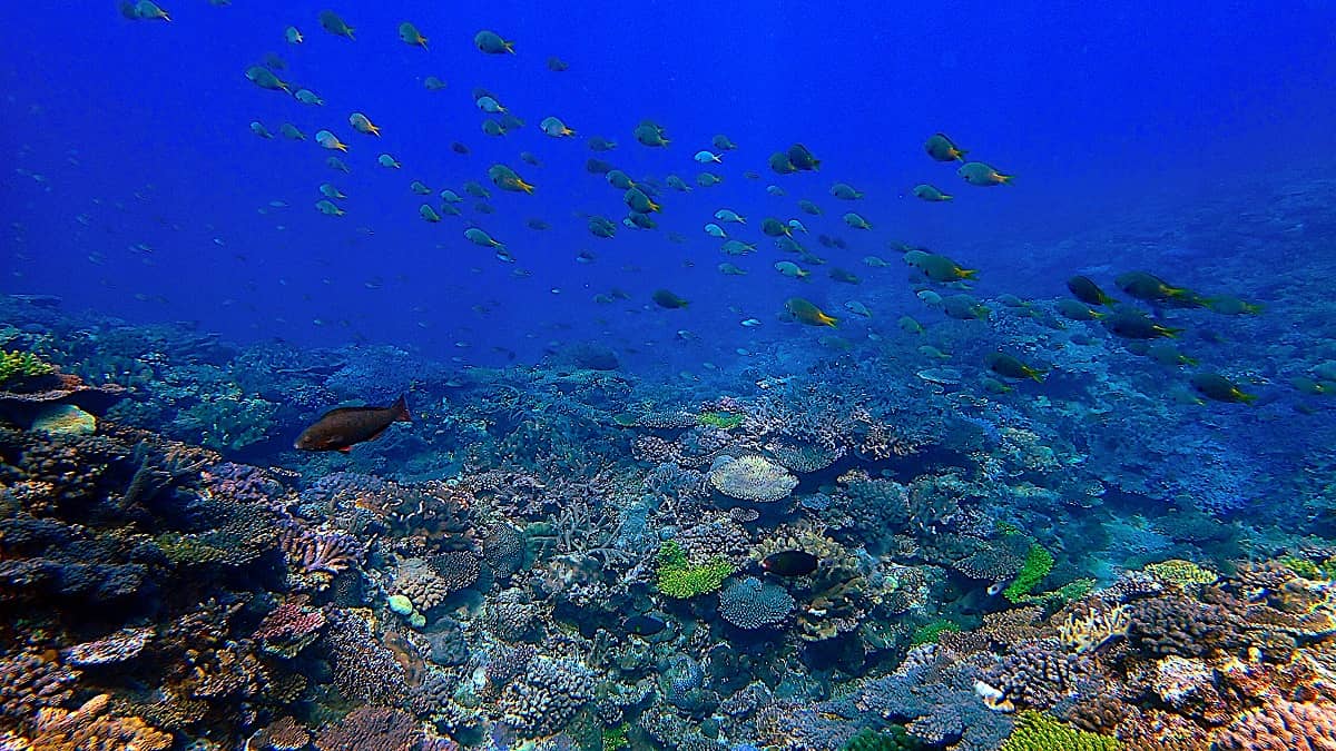 Manza - Live For Diving